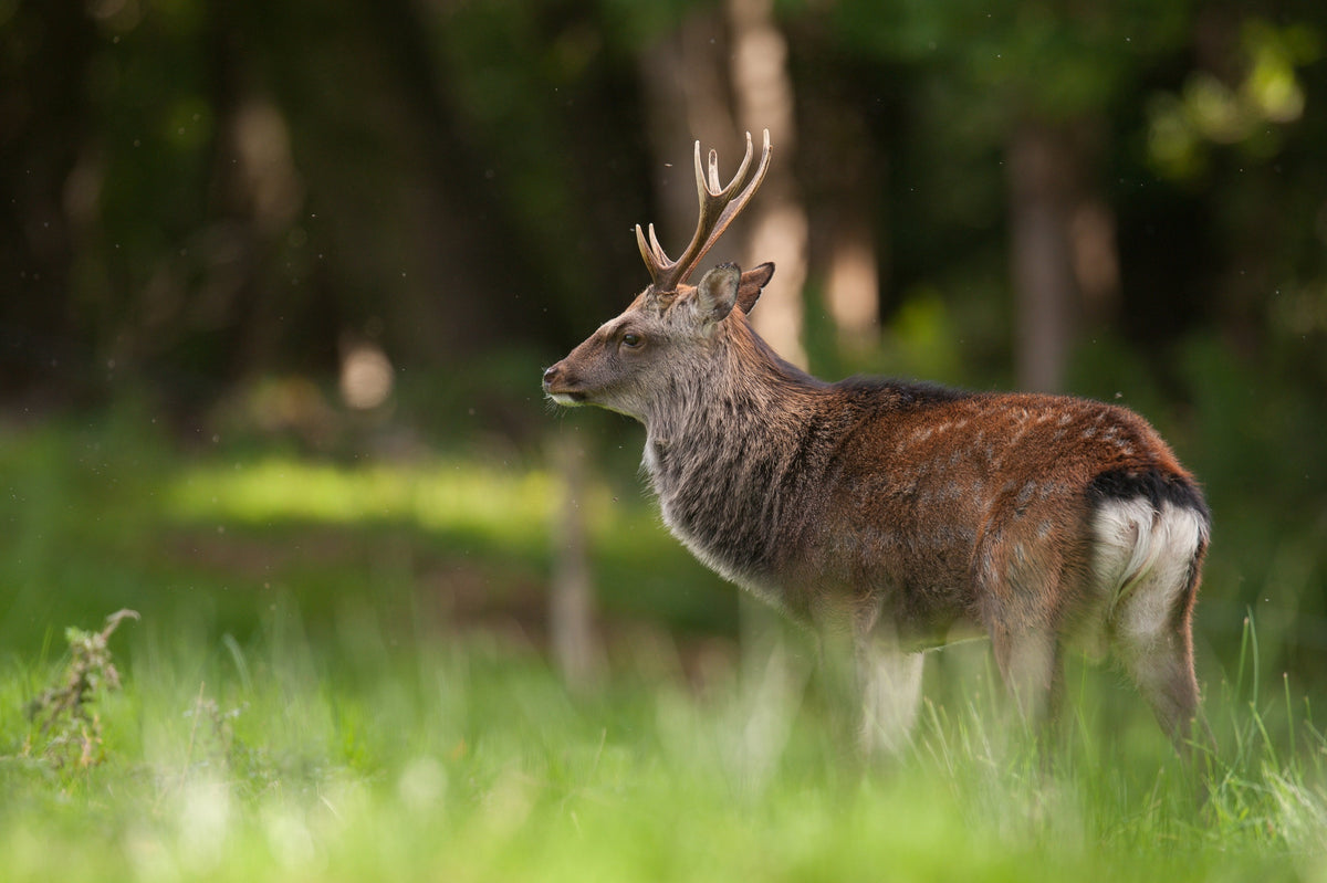 Wild Venison Meat - Pheasants Hill Farm – Pheasants Hill Farm